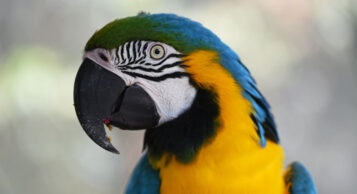 Help - it's homeschooling again! Can a parrot help? - Christian Concern